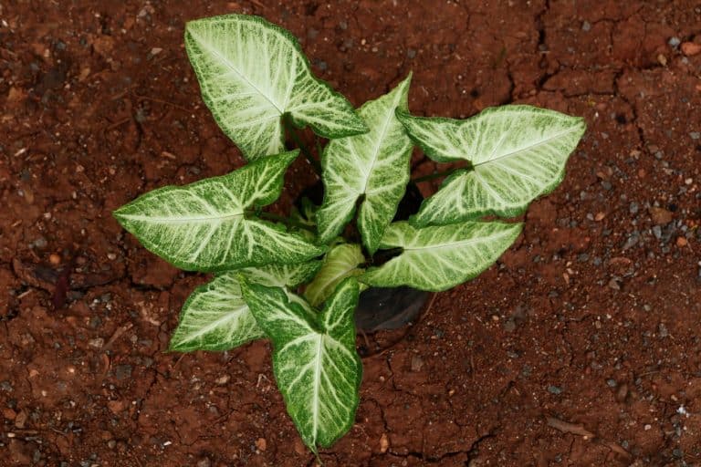 Poisonous Plants in Michigan: Toxic Plants to Avoid - GFL Outdoors