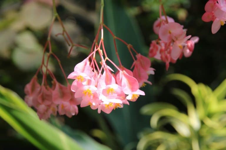 Upside Down Flower: Plant Varieties That Have Hanging Flowers – GFL ...
