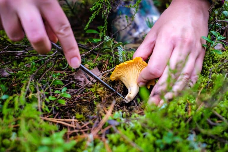 Orange Mushroom Identification: 11 Common Varieties – GFL Outdoors