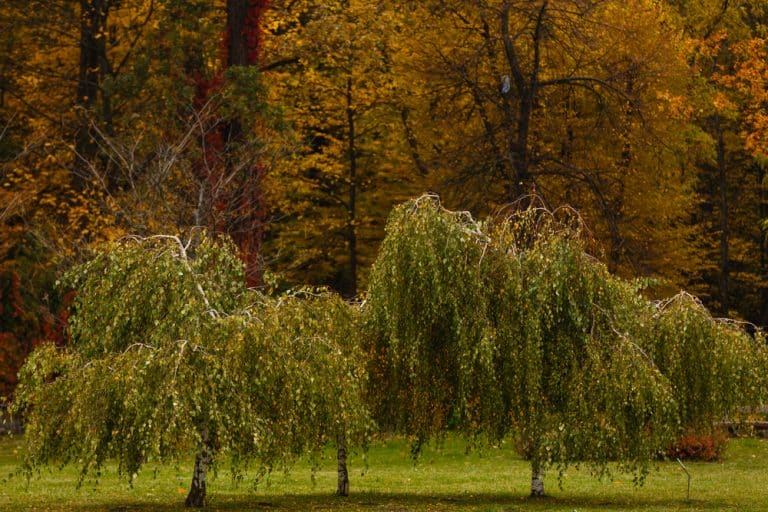 Dwarf Weeping Trees: Which Varieties to Plant - GFL Outdoors
