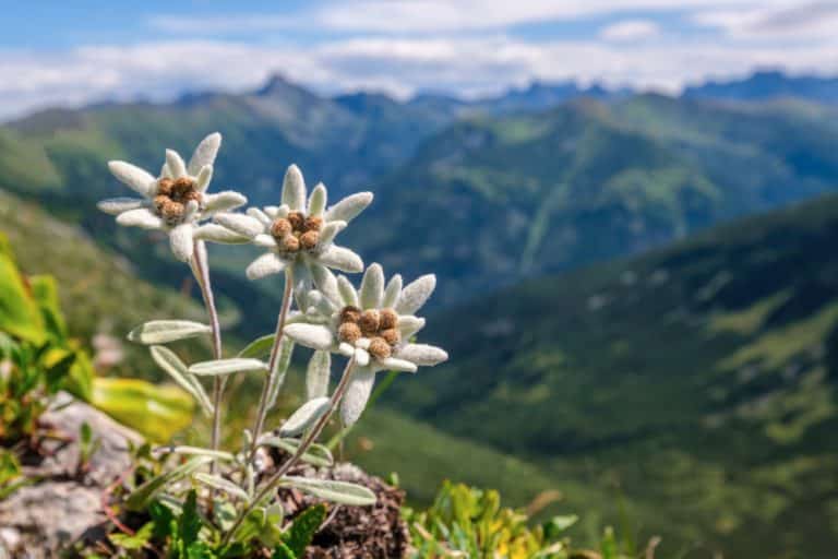 German Native Flowers: 9 Varieties That Originate From Germany – GFL ...