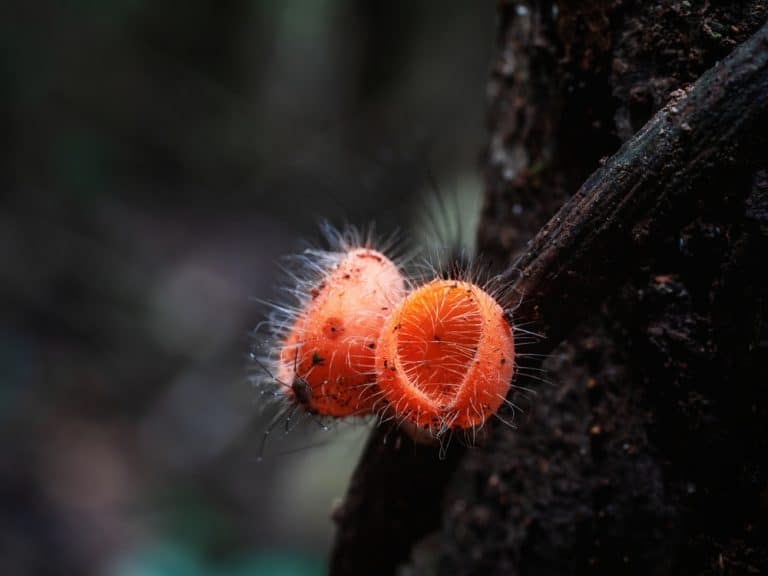Orange Mushroom Identification: 11 Common Varieties – GFL Outdoors