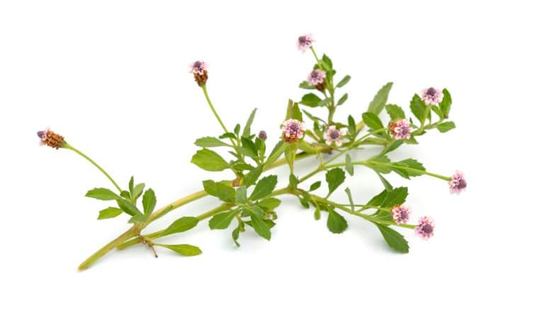 Frogfruit Ground Cover: Growth and Care Guide – GFL Outdoors