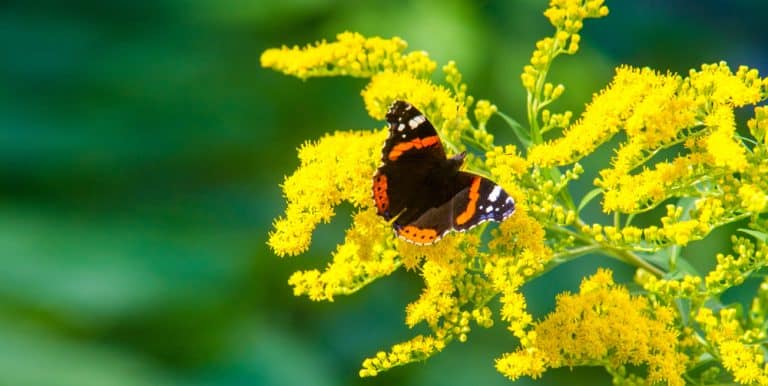 When Does Goldenrod Bloom: How to Grow and Care for the Plant