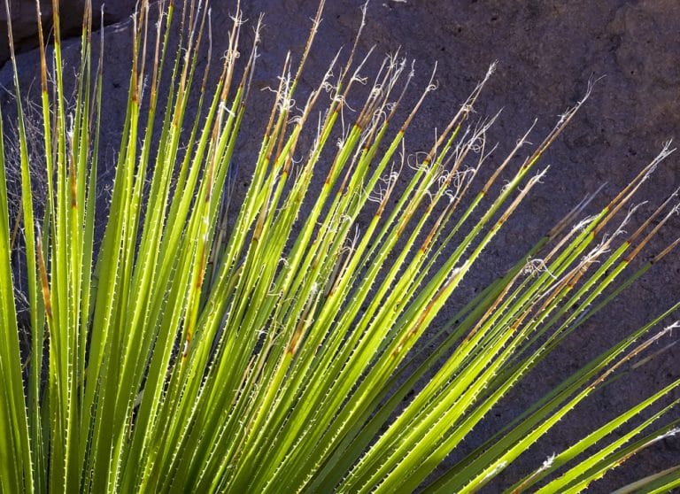 Plants Similar to Yucca: Look-a-like Varieties - GFL Outdoors