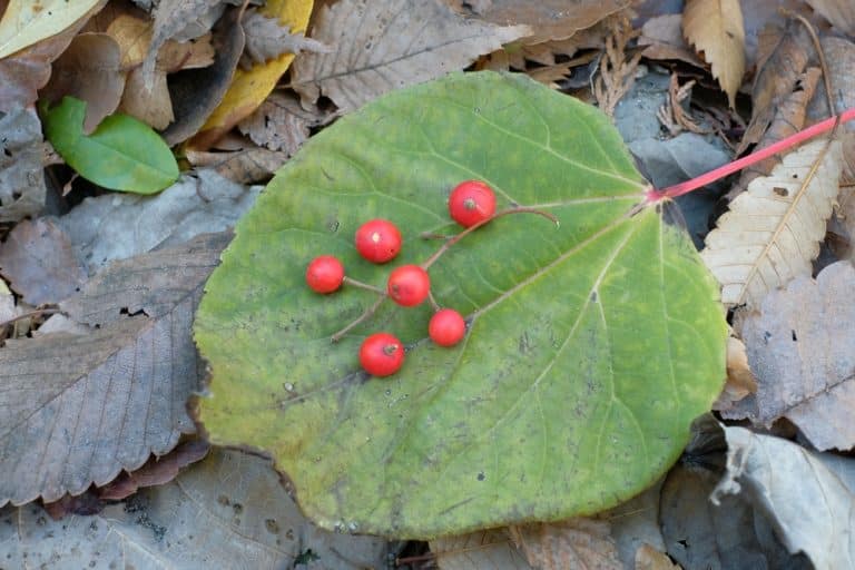 Trees With Red Berries in Winter: 8 Varieties - GFL Outdoors