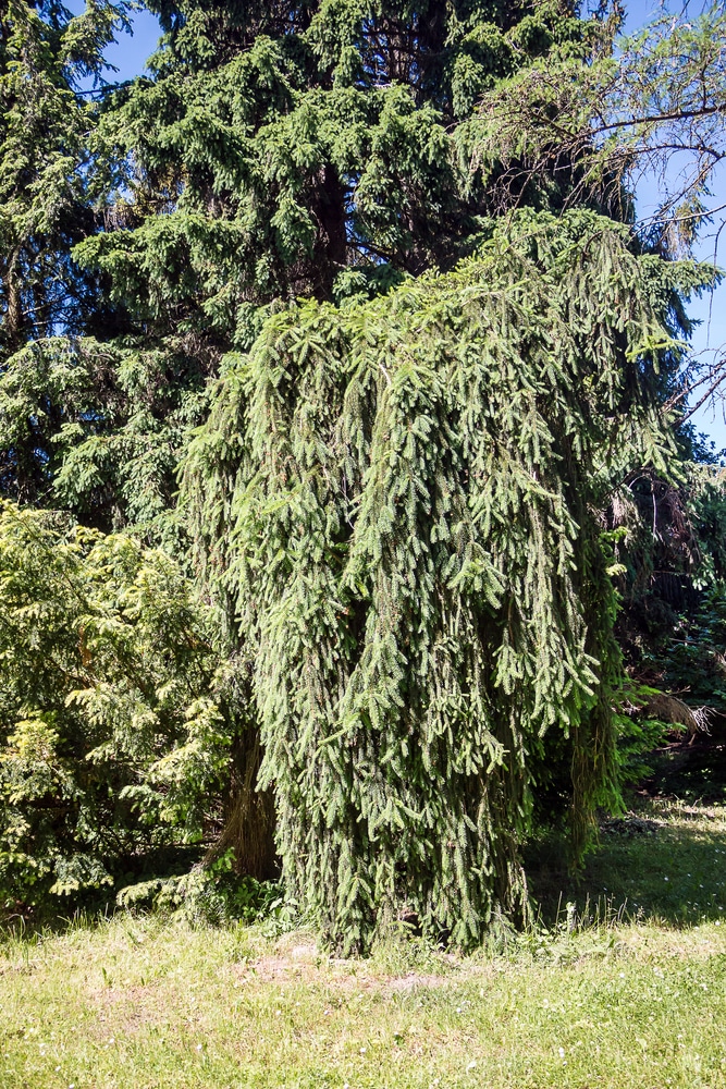Trees Similar to Willow Trees: Tree Identification – GFL Outdoors