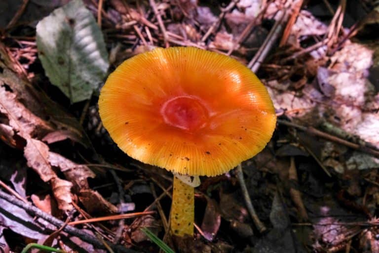 Orange Mushroom Identification: 11 Common Varieties