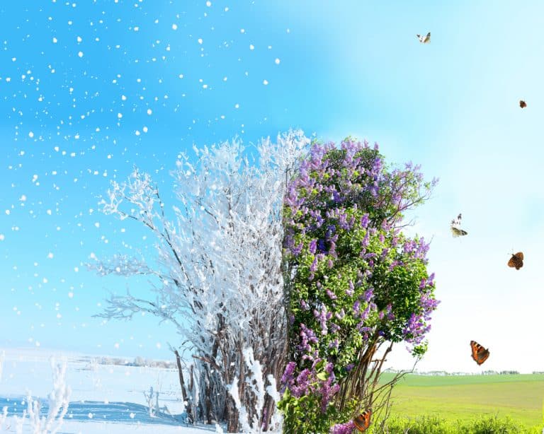 Lilac Bush in Winter: Winter Care and Maintenance – GFL Outdoors