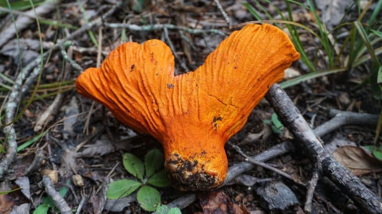 Orange Mushroom Identification: 11 Common Varieties