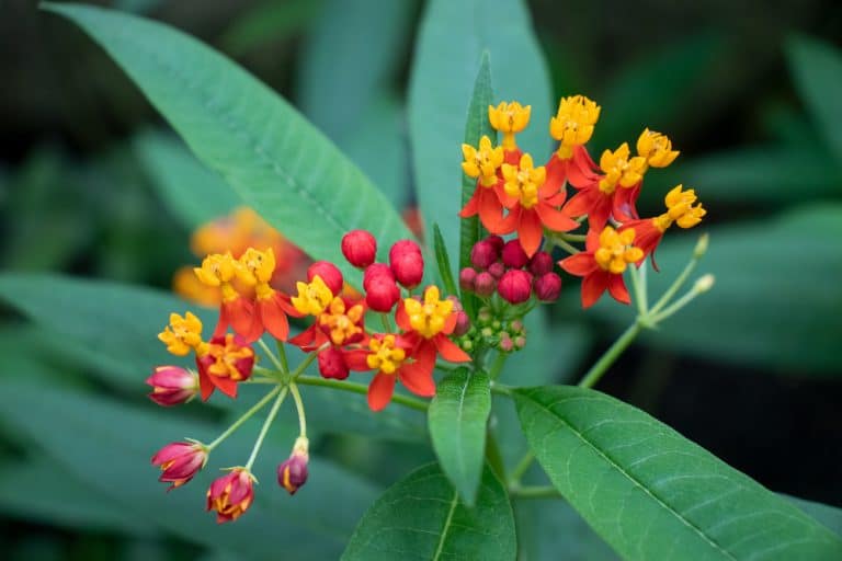Weeds With Red Flowers: 6 Common Varieties – GFL Outdoors