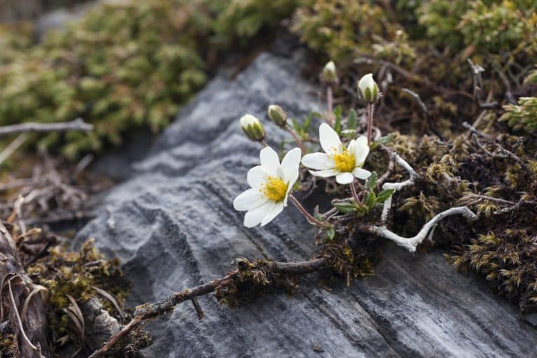 Scotland flowers: 7 Beautiful Varieties that grow in Scotland – GFL ...