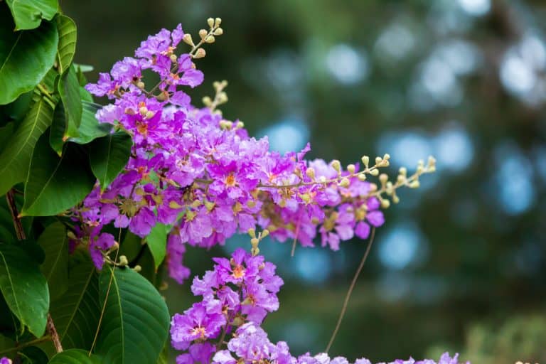 Purple Flowering Spring Trees: 6 Beautiful Varieties - GFL Outdoors