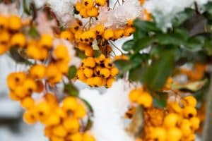 Trees with yellow berries: Common Varieties and Identification Guide ...