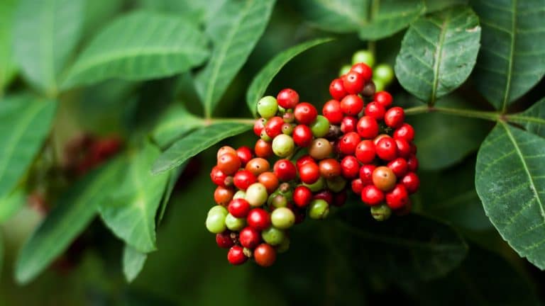 Trees With Red Berries in Winter: 8 Varieties - GFL Outdoors