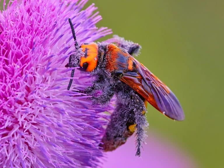 Flying Insects That Dig Holes in the Ground - GFL Outdoors