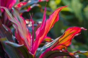 Ti Plant Florida: Growth and Care Guide – GFL Outdoors