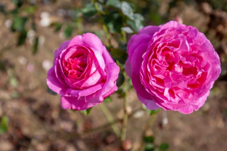 Yves Piaget Rose Care: Everything You Need to Know