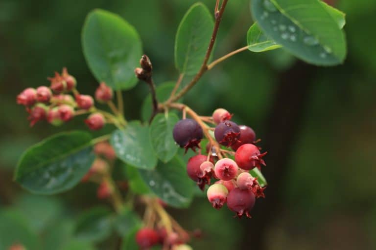 Multi Trunk Trees: Trees That Have Multiple Trunks - GFL Outdoors