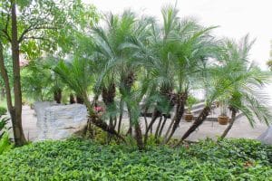 Multi Trunk Palm Trees: Which Varieties Have More Than One Trunk? - GFL ...