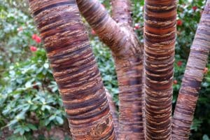Multi Trunk Trees: Trees That Have Multiple Trunks - GFL Outdoors