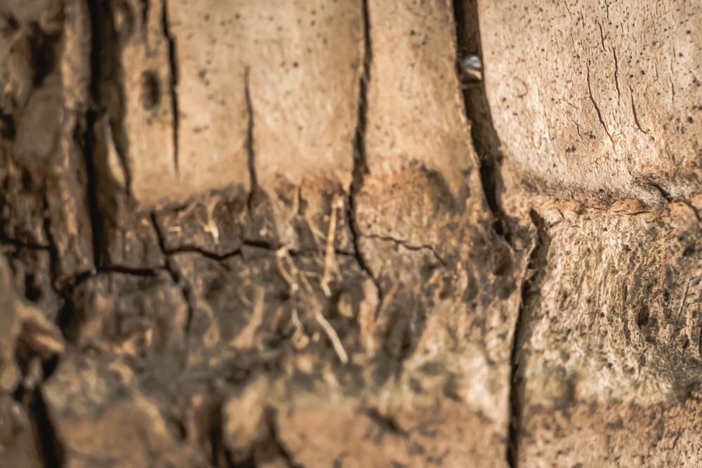 What Causes a Tree Trunk to Split Vertically? Common Causes What Causes a Tree Trunk to Split Vertically? Common Causes