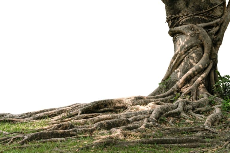 Twisted Trunk tree: Which Trees Have a Twisted Trunk?