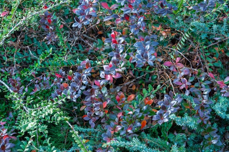 Oregon Ground Cover Plants to Add to Your Yard – GFL Outdoors