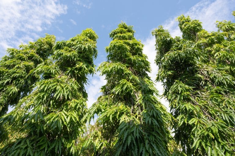 Mast Tree Florida: Growing and Caring for a Polyalthia Longifolia