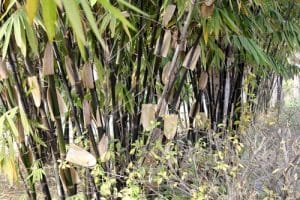 Sugar Cane vs. Bamboo: Which is Right for Your Garden? - GFL Outdoors
