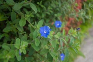Landscaping Essentials: Blue Daze as a Ground Cover Plant - GFL Outdoors