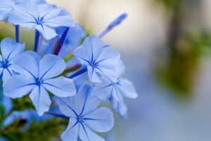 Plumbago Plant: Essential Care and Growing Tips – GFL Outdoors