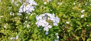 Plumbago Plant: Essential Care and Growing Tips – GFL Outdoors