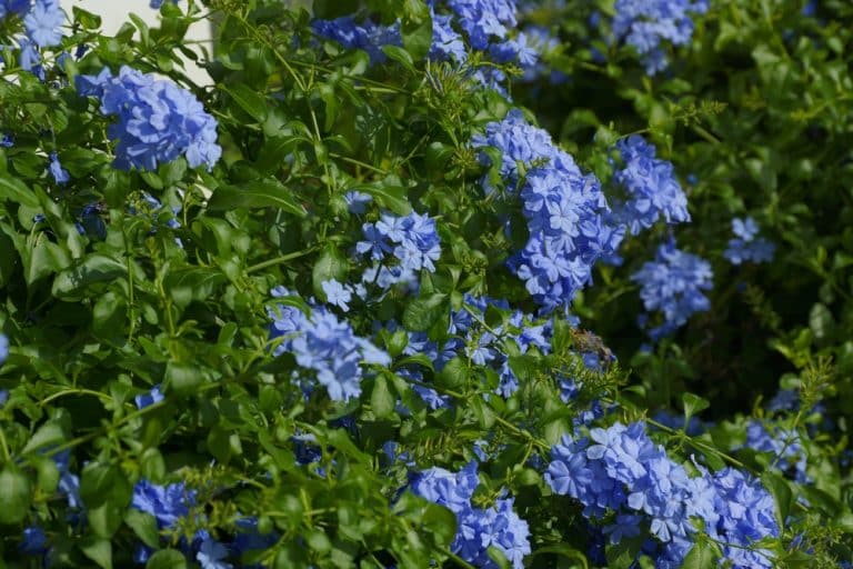 Plumbago Plant: Essential Care and Growing Tips - GFL Outdoors