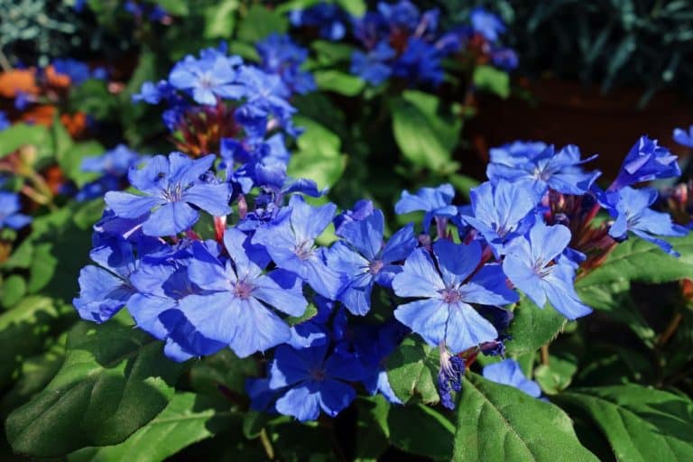 Plumbago Plant: Essential Care and Growing Tips - GFL Outdoors