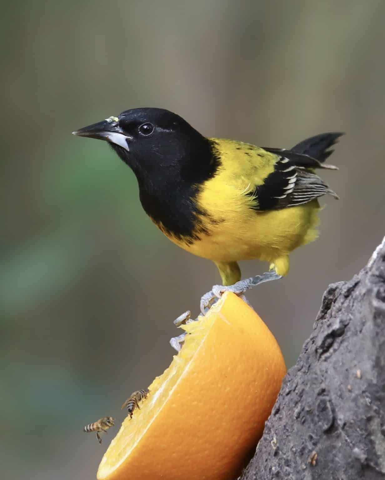 17 Yellow Bird Species With Black Wings (High Def Photography ...
