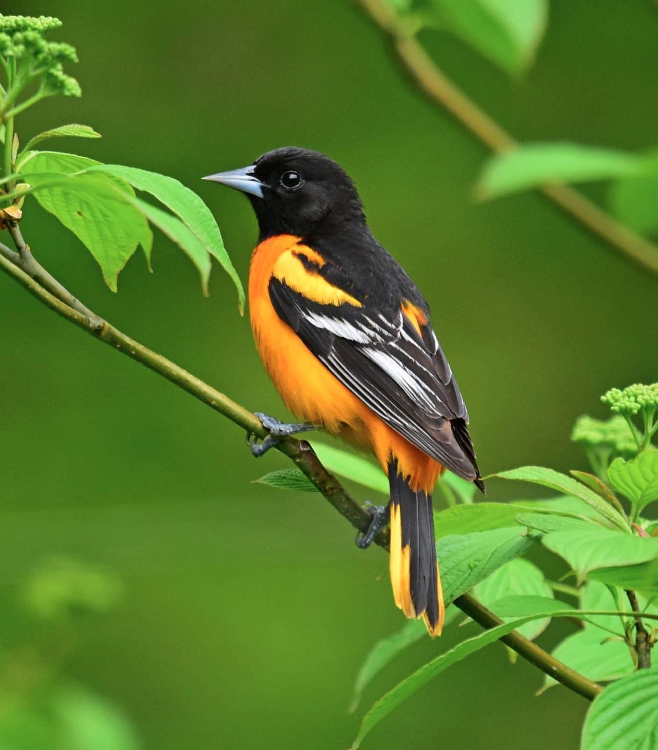 17 Yellow Bird Species With Black Wings (High Def Photography ...