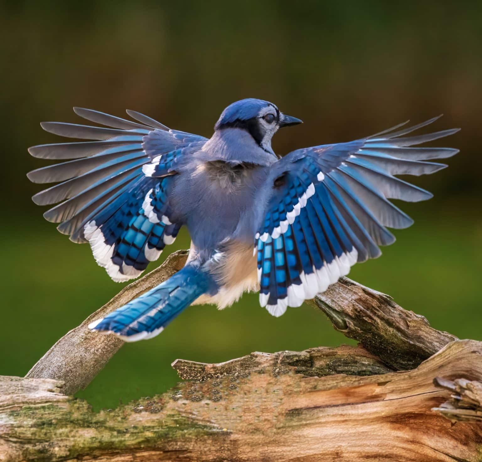 10 of the Most Common Songbirds in Michigan: ID + Guide – GFL Outdoors