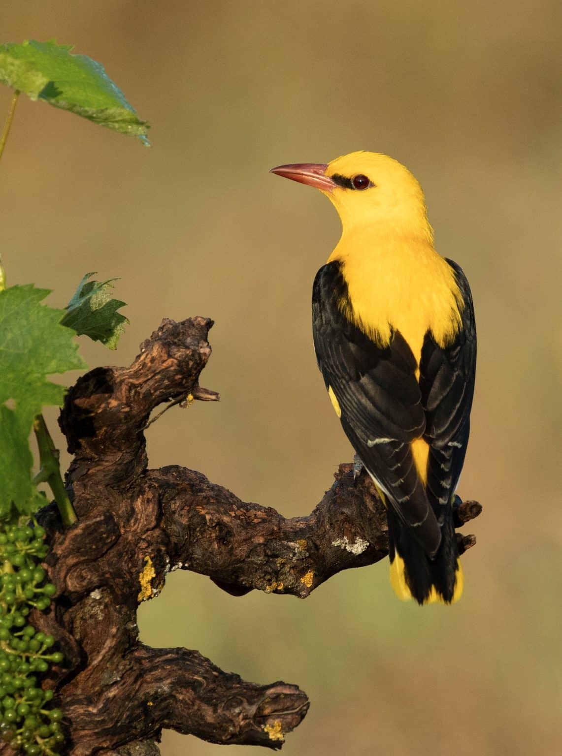 17 Yellow Bird Species With Black Wings (High Def Photography ...