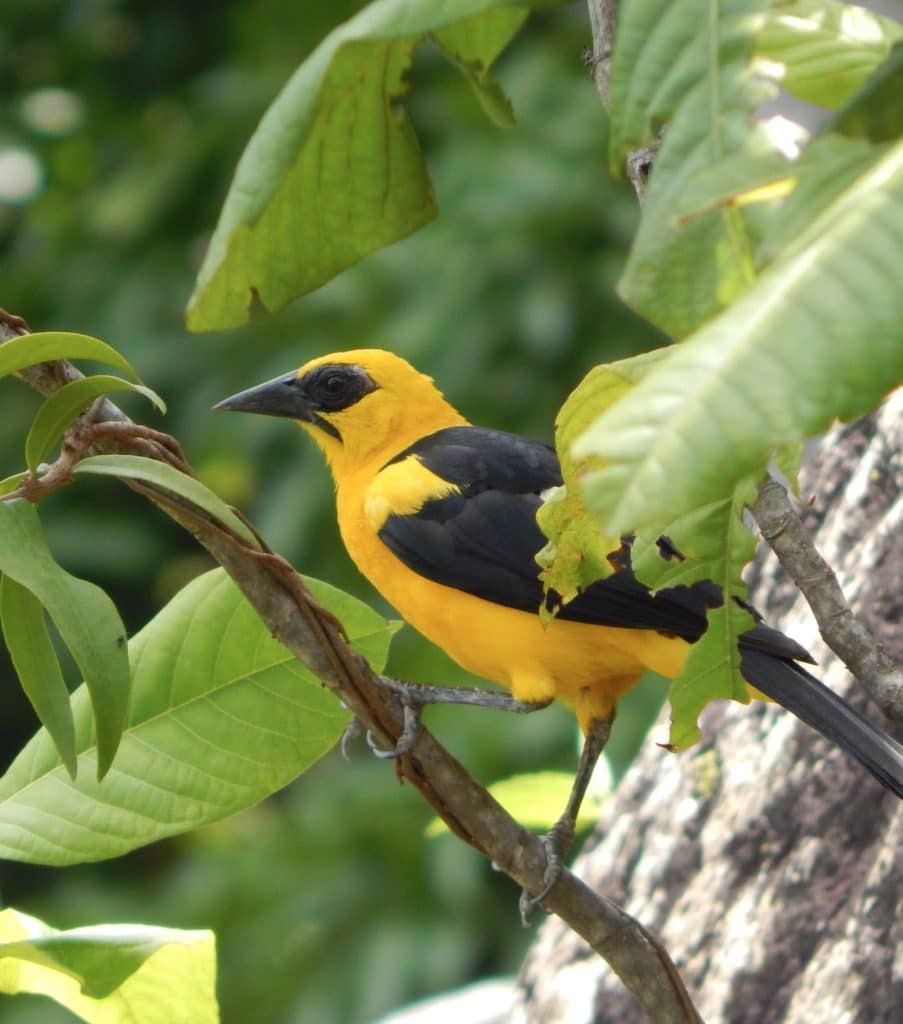 17 Yellow Bird Species With Black Wings (High Def Photography ...