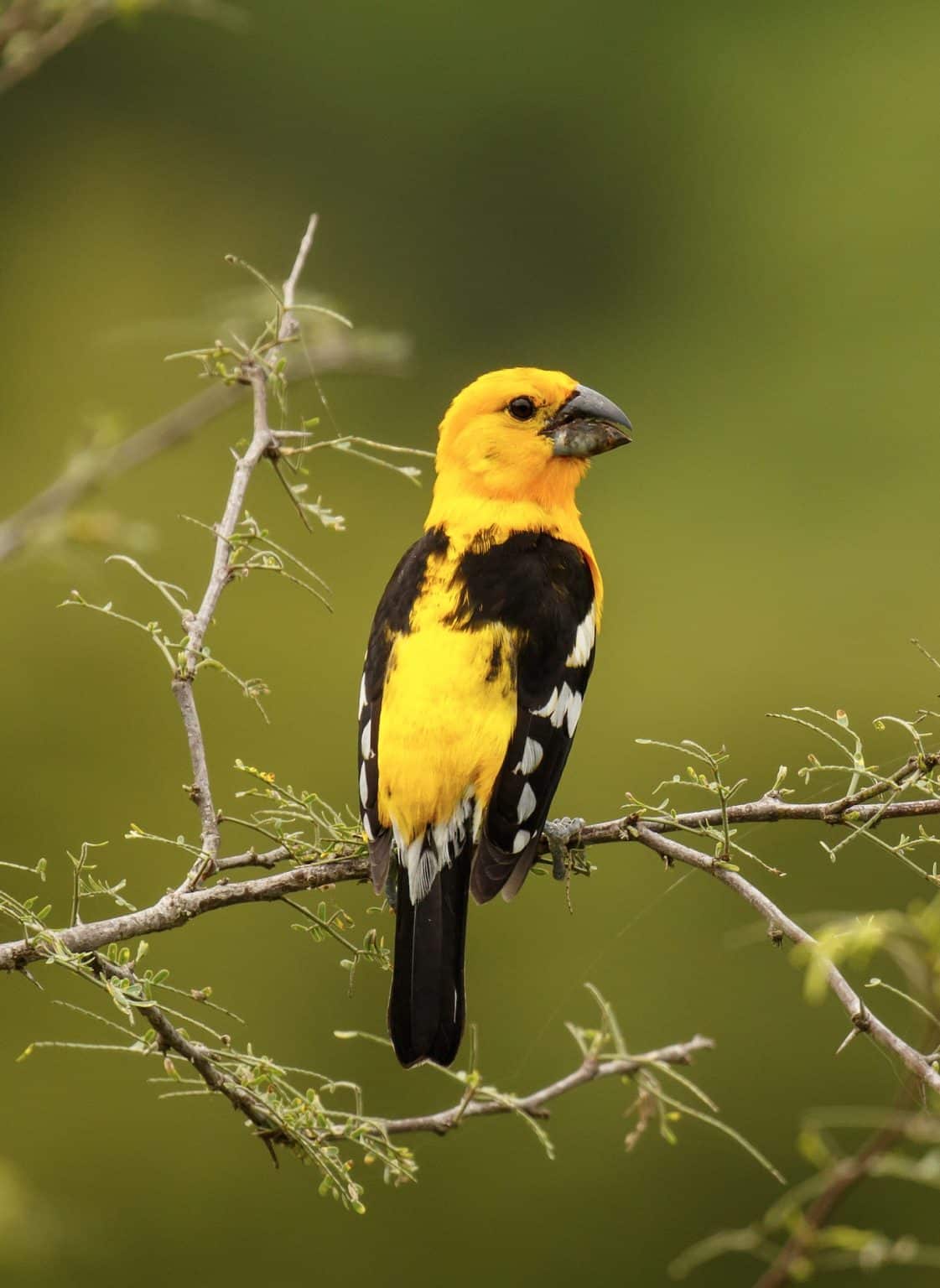 17 Yellow Bird Species With Black Wings (High Def Photography ...