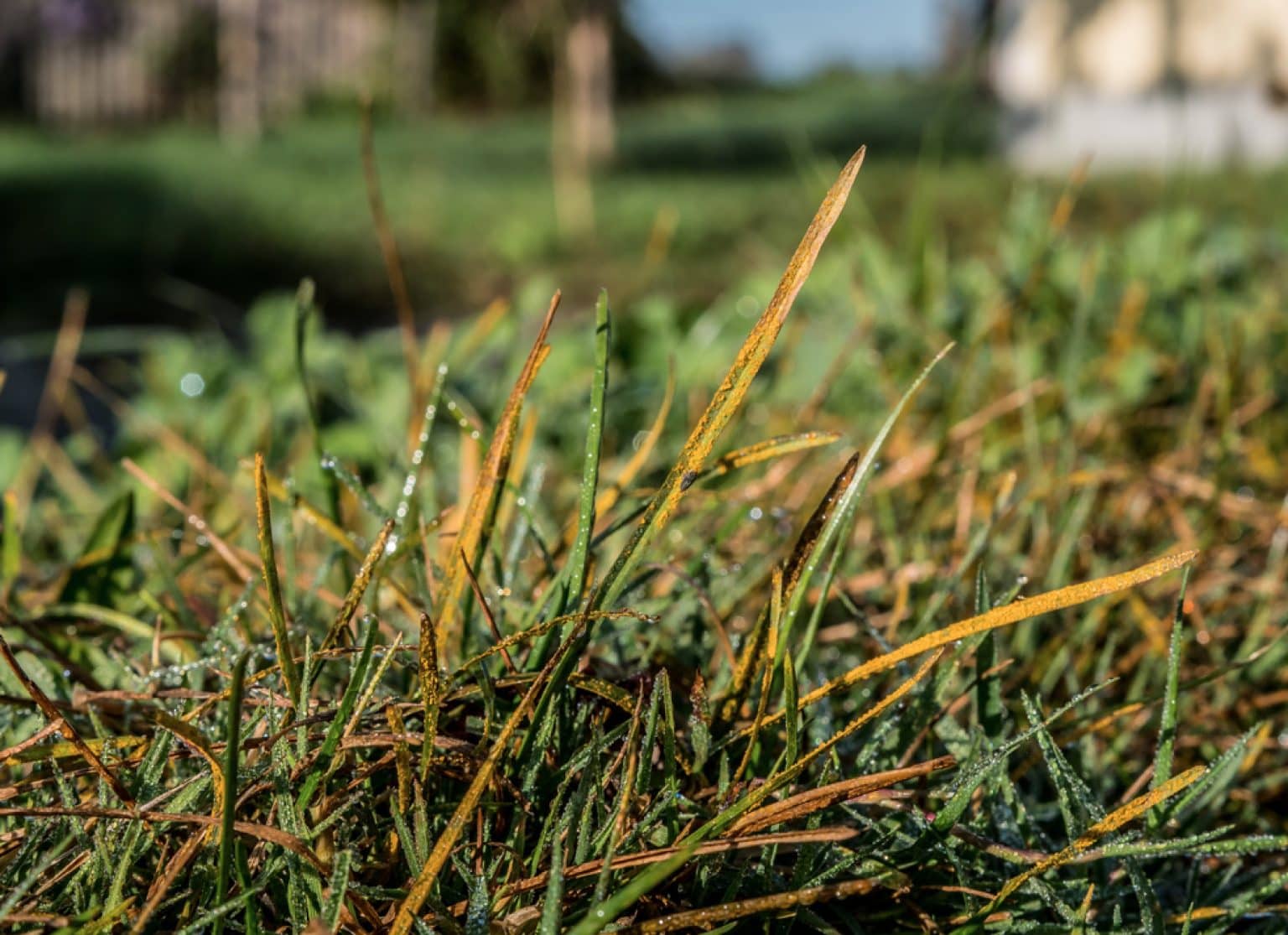 How to Recover a Yard From Scorched Grass Quickly – GFL Outdoors