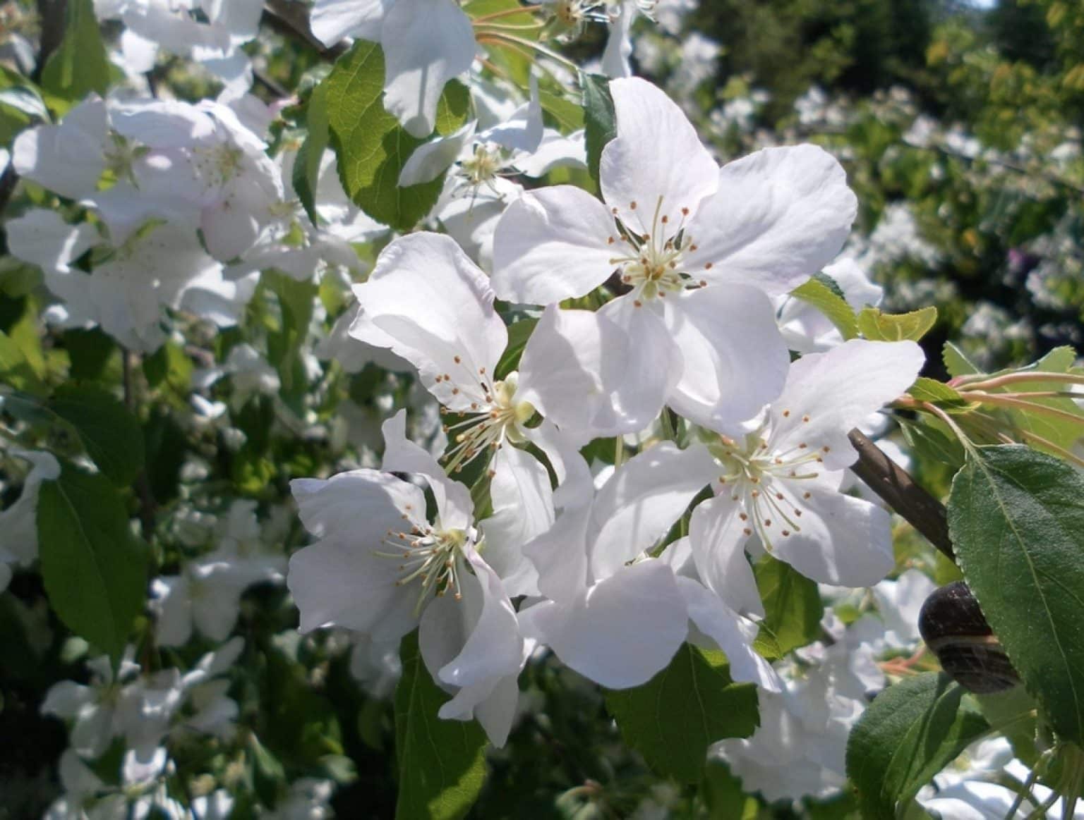 White Flowering Trees in Wisconsin: A Guide to Local Blossoms – GFL ...