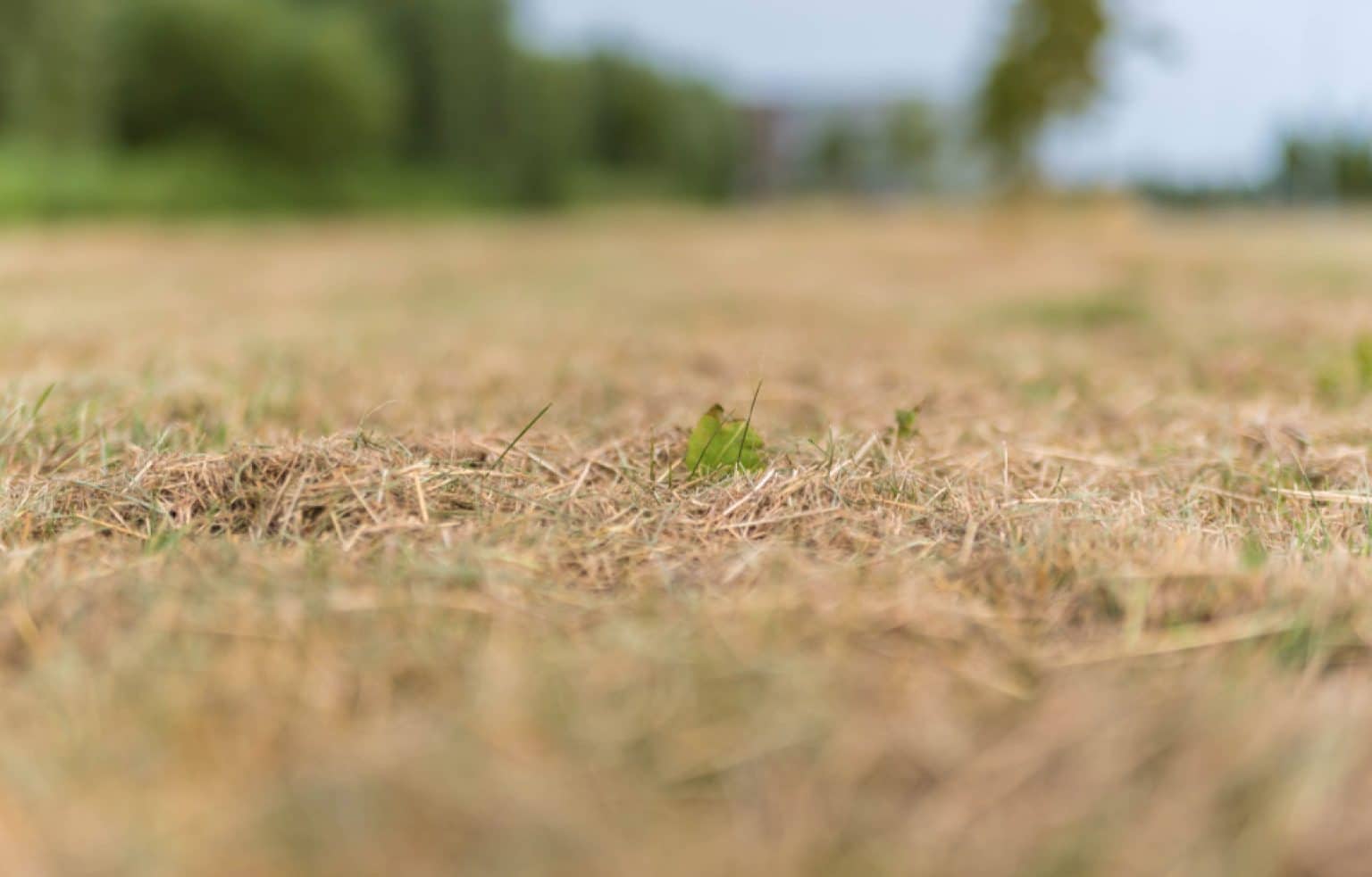 How to Recover a Yard From Scorched Grass Quickly - GFL Outdoors