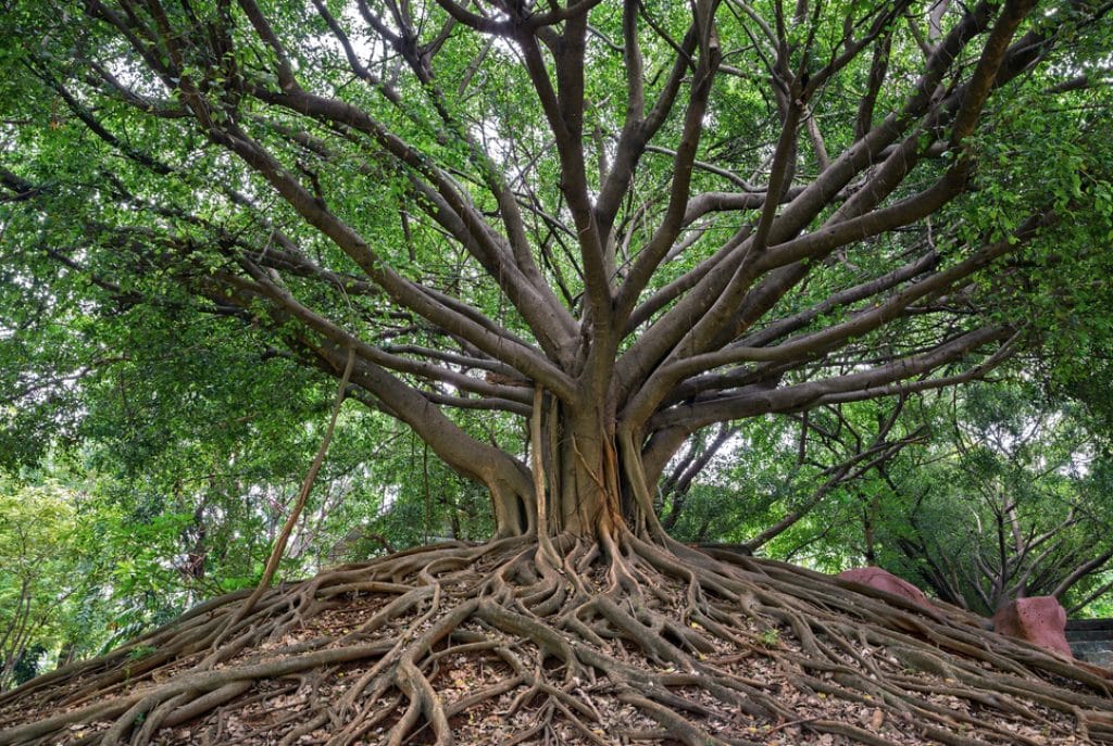 Trees of Oahu: A Guide to the Island’s Indigenous Flora – GFL Outdoors