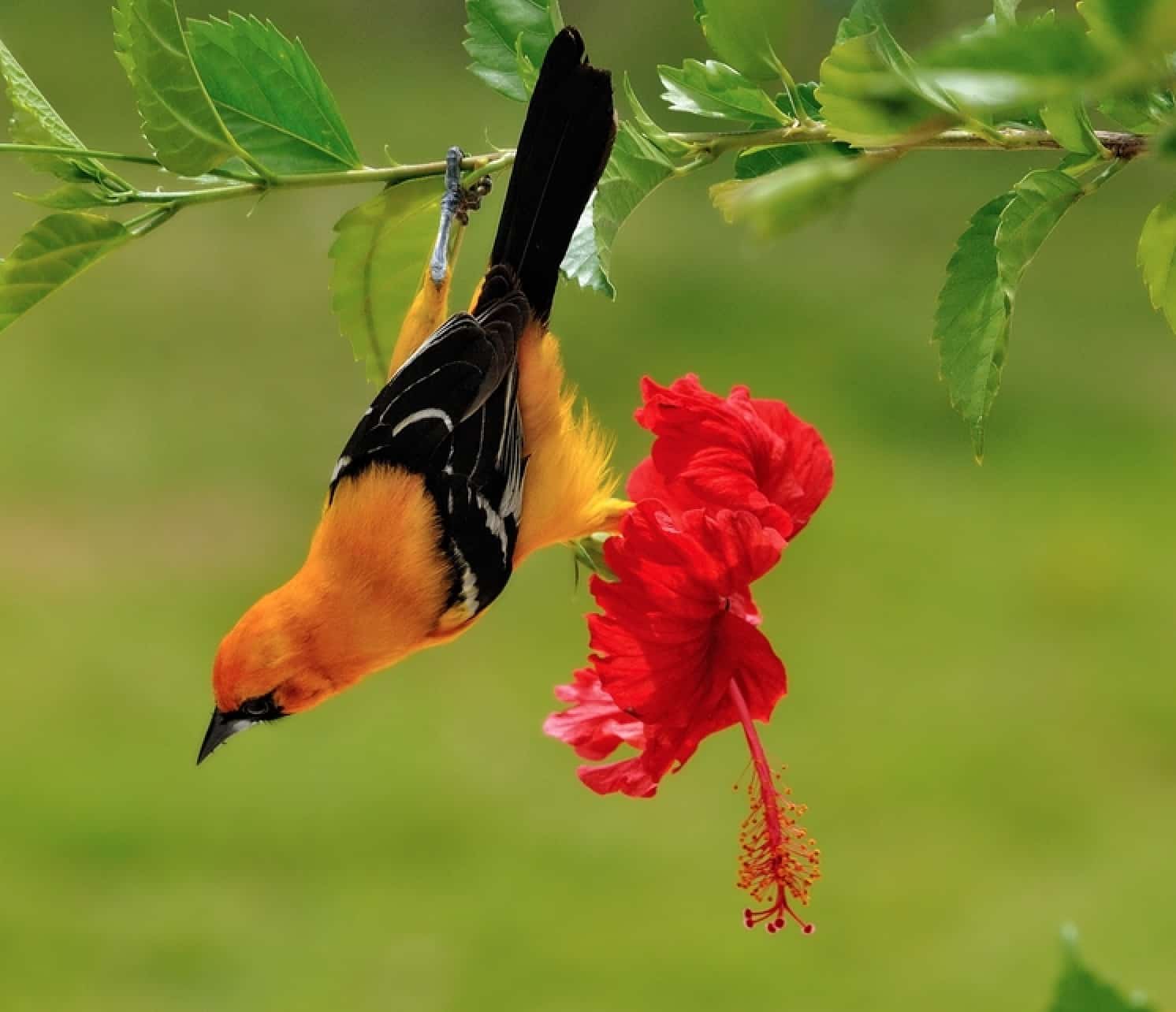 10 of the Most Common Orange Birds Found in the US (Lower 48) – GFL ...