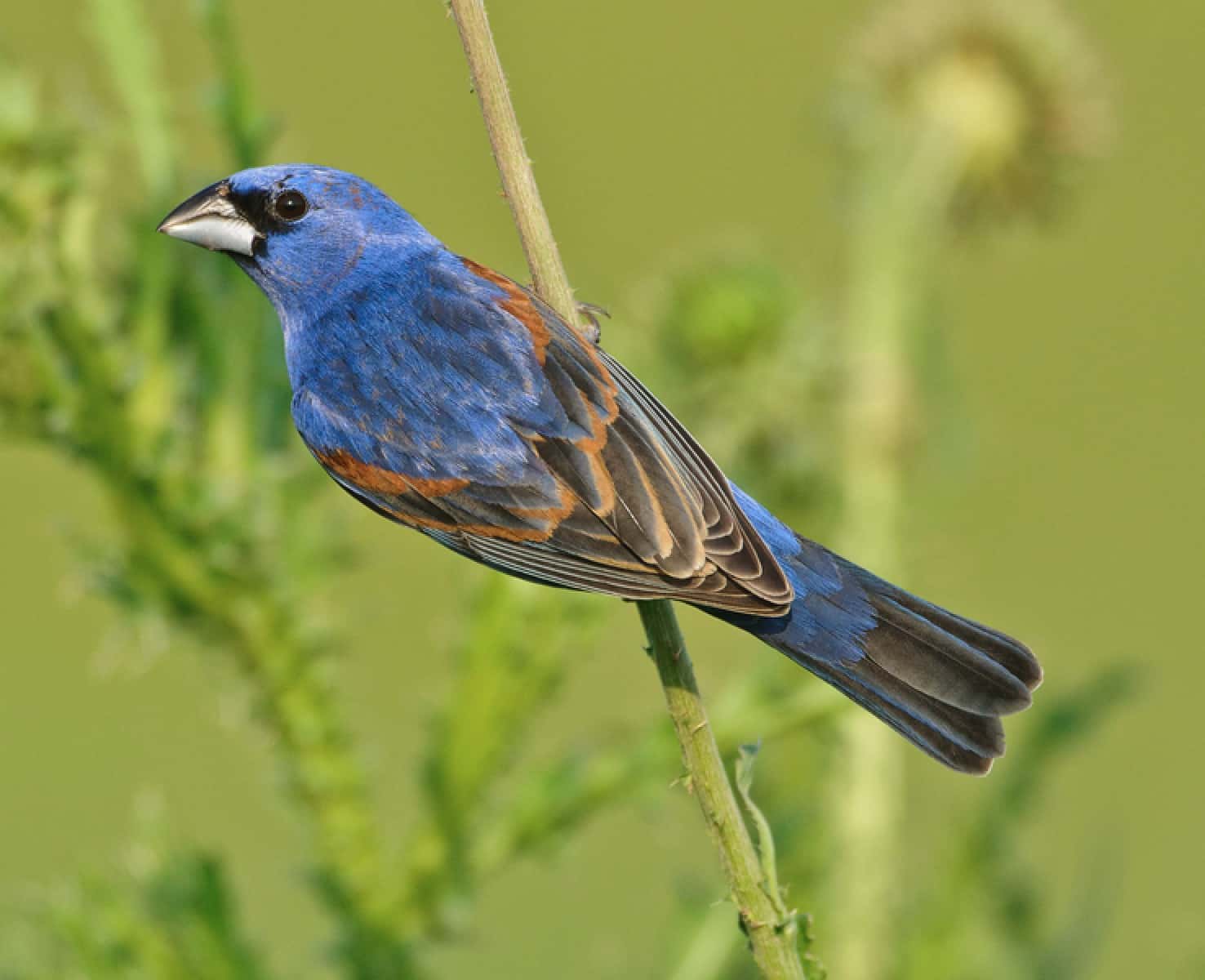 13 Common US Birds That Lay Blue Eggs – GFL Outdoors