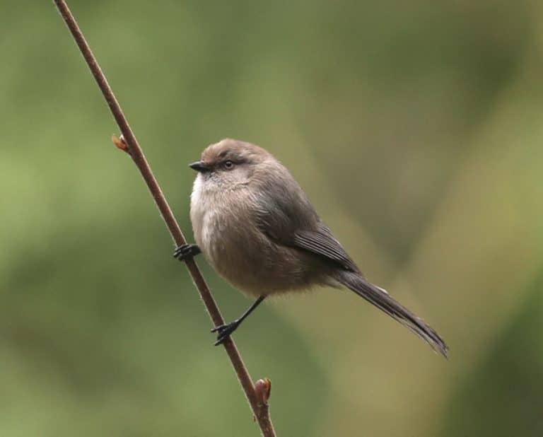 Small Gray Birds with White Bellies in the United States - GFL Outdoors
