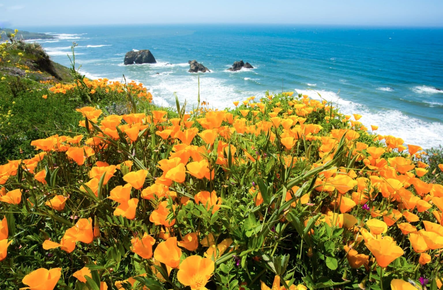 When to Plant California Poppy Seeds: Optimal Timing for a Vibrant ...