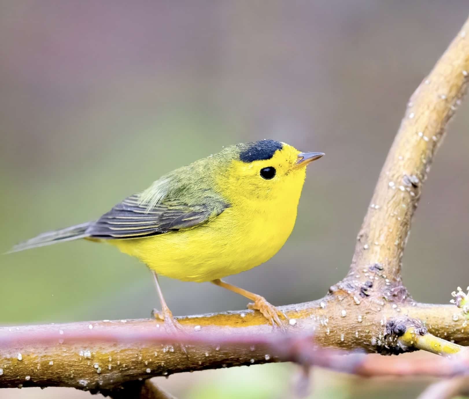 Yellow Birds in Ohio: A Guide to the State’s Bright Avian Species – GFL ...
